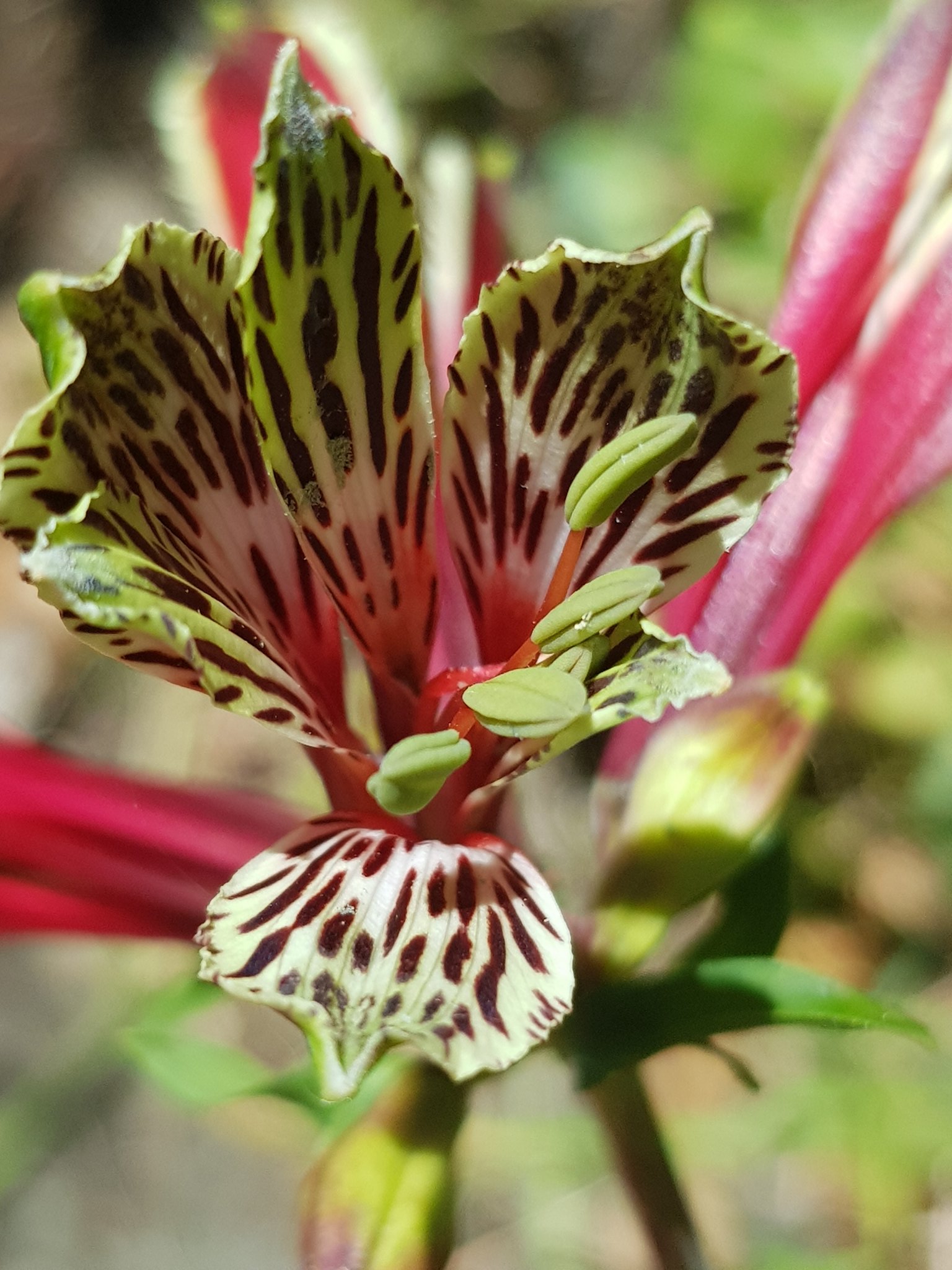 Holiday Interlude by Ankh Spice from Avalanches in Poetry Writings ...