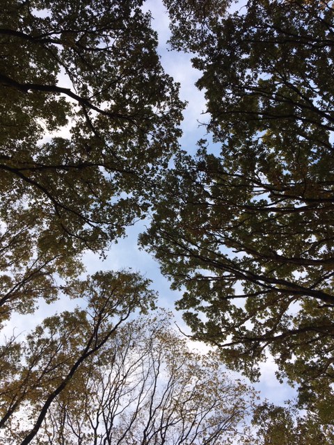 Poem by Z.R. Ghani : “Heart Shaped Wreath” – Fevers of the Mind