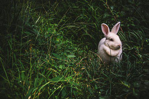 Poetry: April Hares by Gerry Stewart – Fevers of the Mind