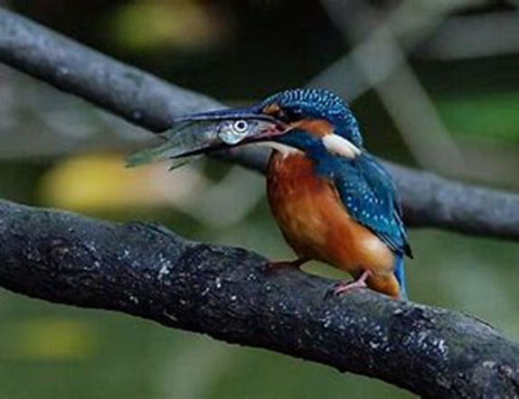 Poetry Showcase: Stephen Kingsnorth (May 2023) – Fevers of the Mind