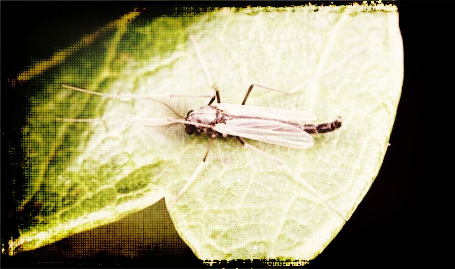 Poetry Showcase: Matt Gilbert – Fevers of the Mind