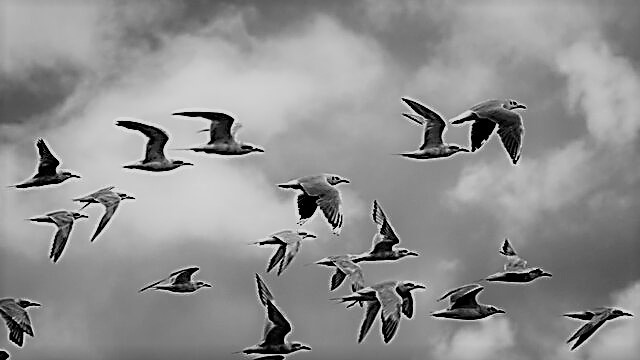 A Poetry Showcase of Giulio Magrini – Author of “The Color of Dirt ...