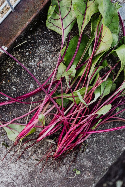 A Fevers of the Mind Poetry Showcase: Alan Catlin – Fevers of the Mind